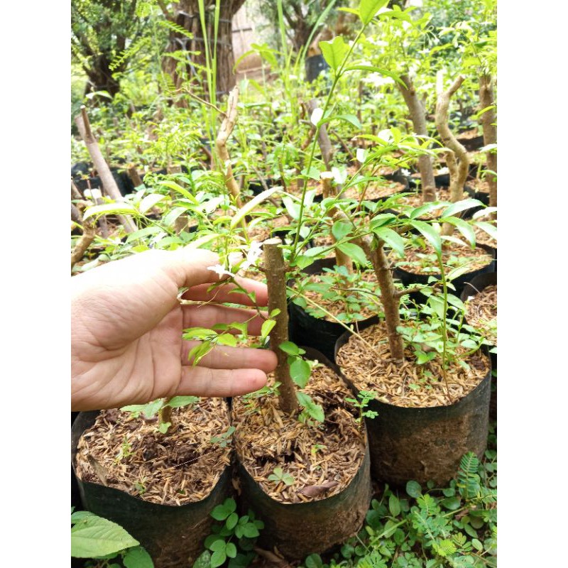 Jual Anting Putri (Stek Batang) | Shopee Indonesia