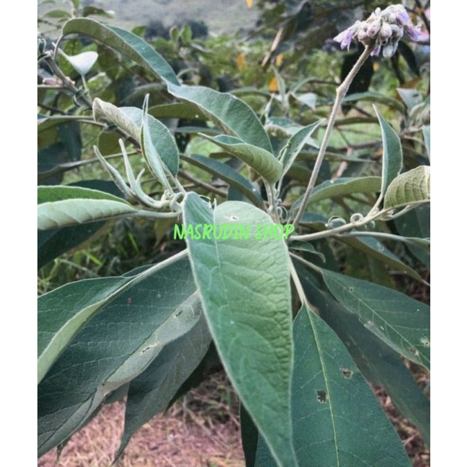 Jual DAUN TERONG TETER 1KG SEGAR | DAUN LANCING LANGSUNG PETIK | Shopee ...