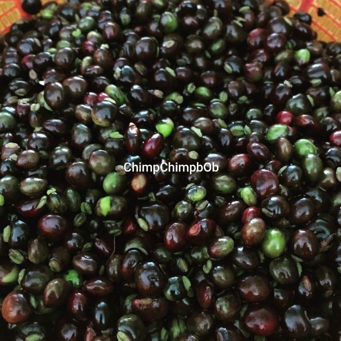 Jual KACANG UNDIS SAYUR SEGAR / UNDIS BASAH / FRESH PIGEON PEA | Shopee ...