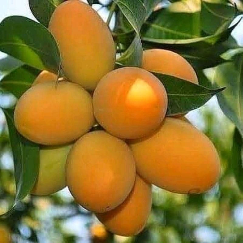 Jual Bibit mangga madu anggur kualitas super | Shopee Indonesia