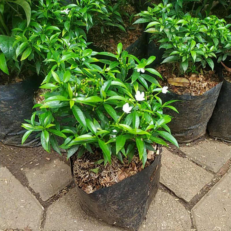 Jual Tanaman sabrina mini (tanaman rembosa) | Shopee Indonesia