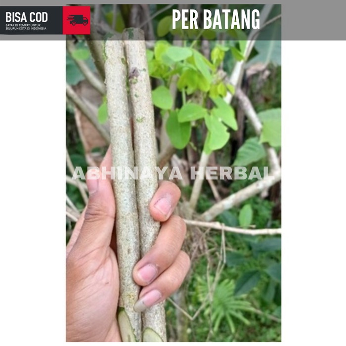 Jual Stek bibit pohon gamal - stek pohon kalikiria siap tanam | Shopee ...