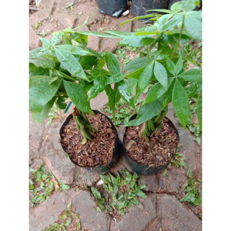 Jual pohon pacira mini kepang | Shopee Indonesia