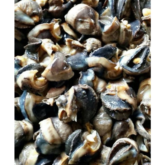 Jual daging bekicot | Shopee Indonesia