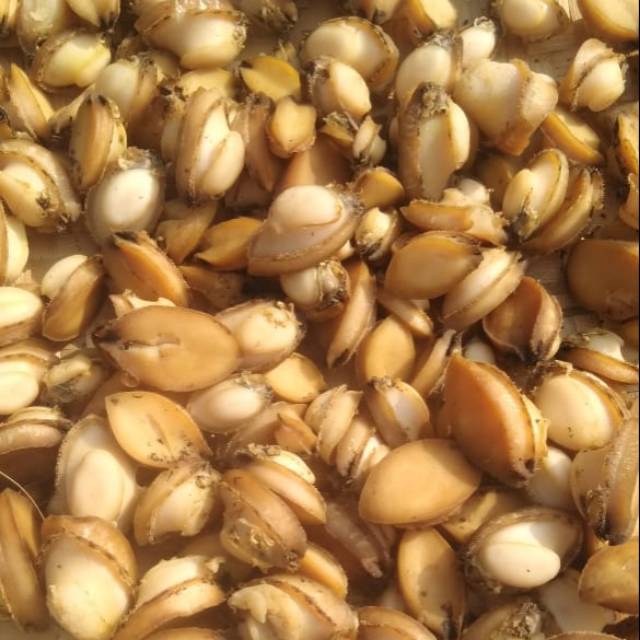 Jual Kerang Abalon Bao yu Bao hu kerang mata 7 100 gram | Shopee Indonesia