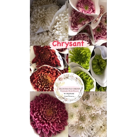 Jual BUNGA KRISAN CHRYSANT ASTER FLOWER SEGAR FRESH BUNGAPOTONG ...