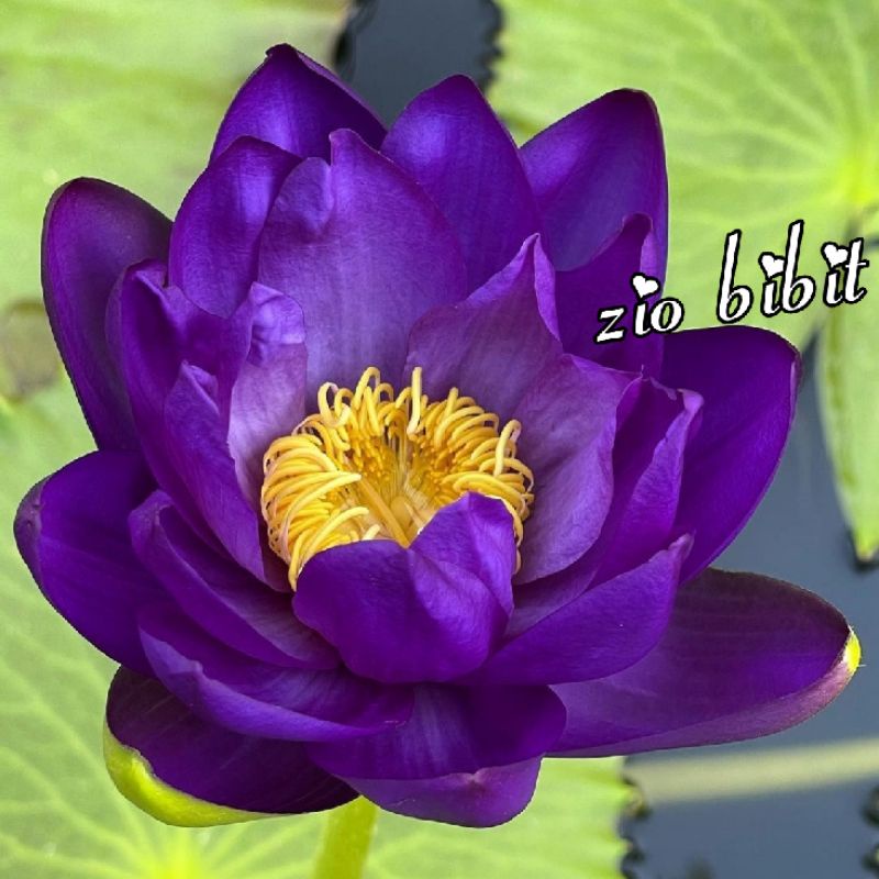 Jual Benih bibit biji lotus teratai ungu amera | Shopee Indonesia