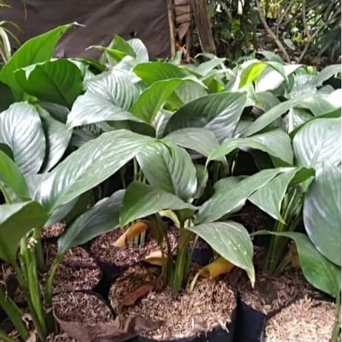 Jual Tanaman Manaloa / Spathiphyllum Manaloa / Tanaman Indoor | Shopee ...
