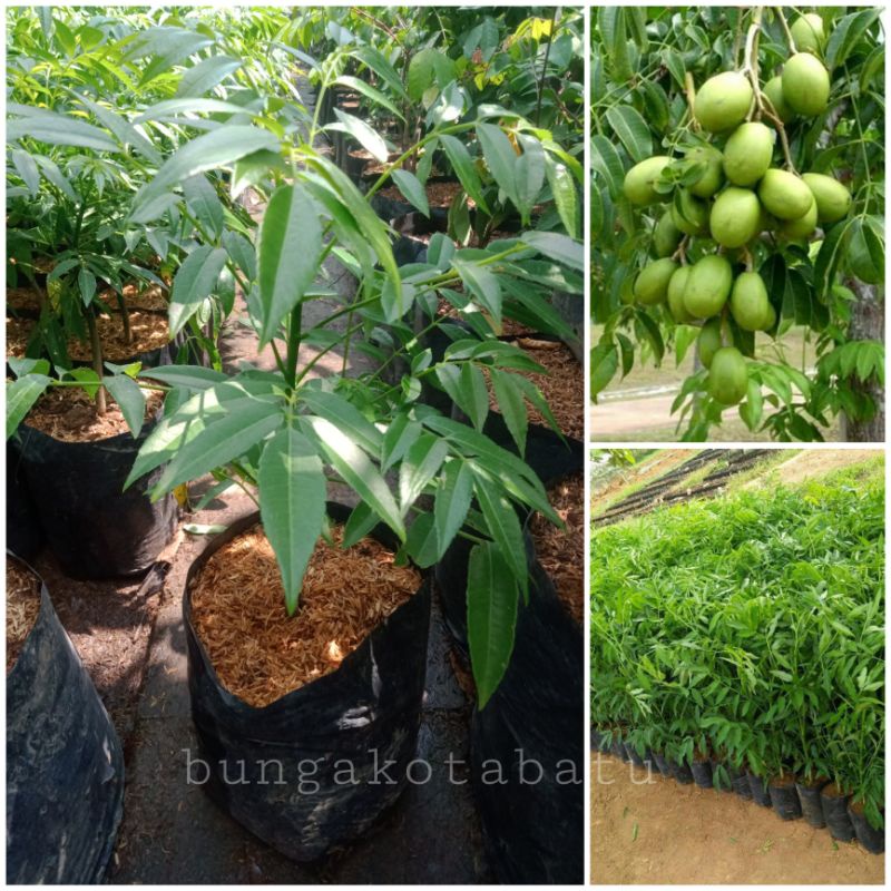 Jual Bibit Tanaman Buah Kedondong | Shopee Indonesia Jual Bibit Tanaman Buah Kedondong | Shopee Indonesia