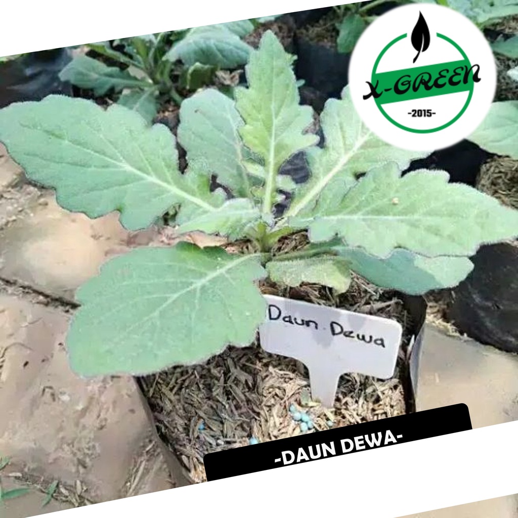 Jual 5 Pohon Daun Dewa - (X-Green) | Shopee Indonesia