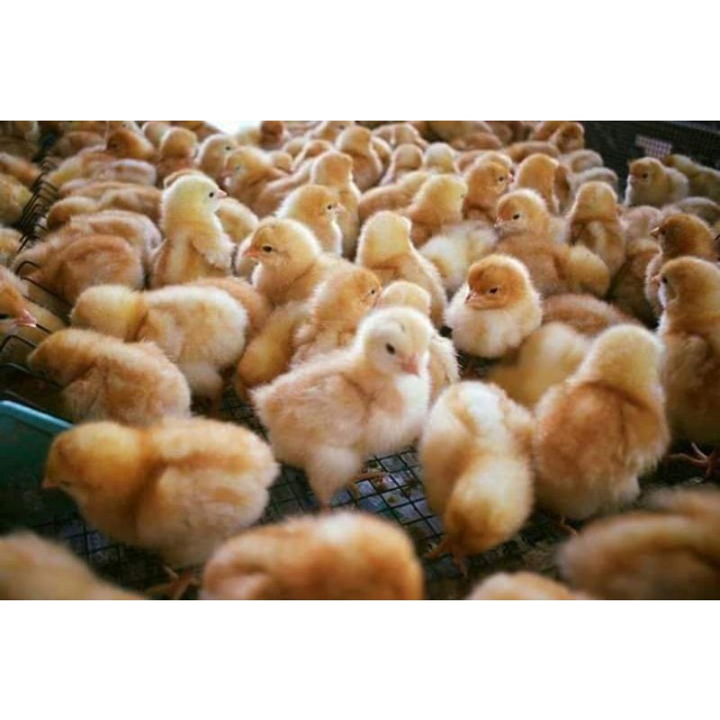 Jual Ecer DOC Layer Petelur Bibit Anak Ayam Petelur Betina Lohman ...