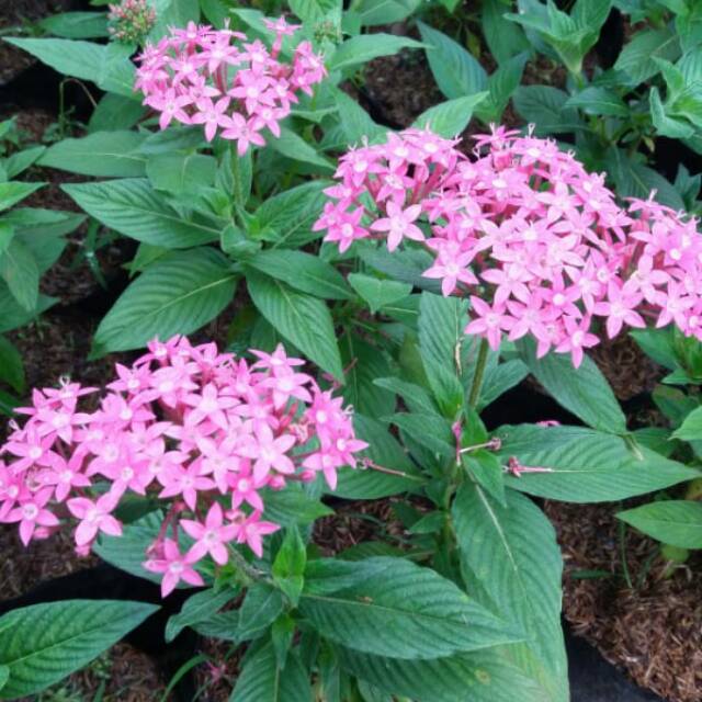 Jual Bunga Pentas Shopee Indonesia