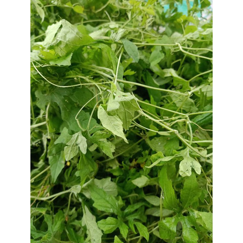 Jual paket 500 gram daun pare hutan segar | Shopee Indonesia