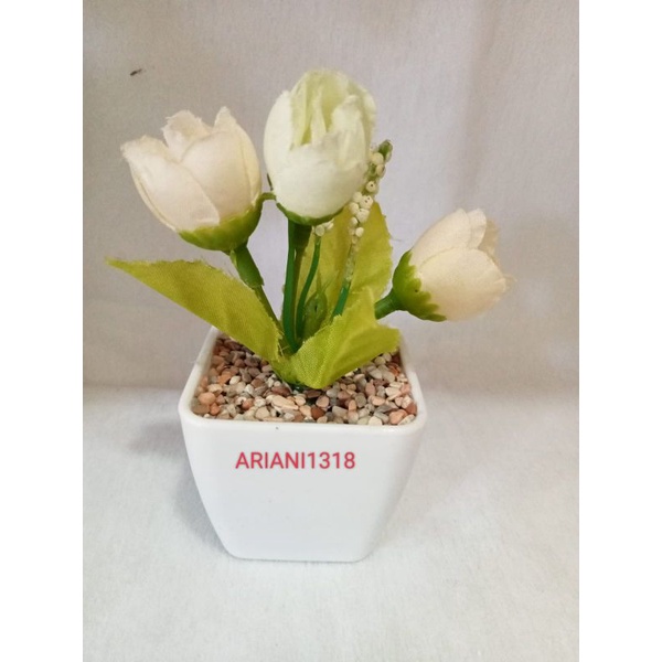 Jual ARIANI 1318 BUNGA KELERENG TANAMAN INDOOR DENGAN POT PLASTIK ...