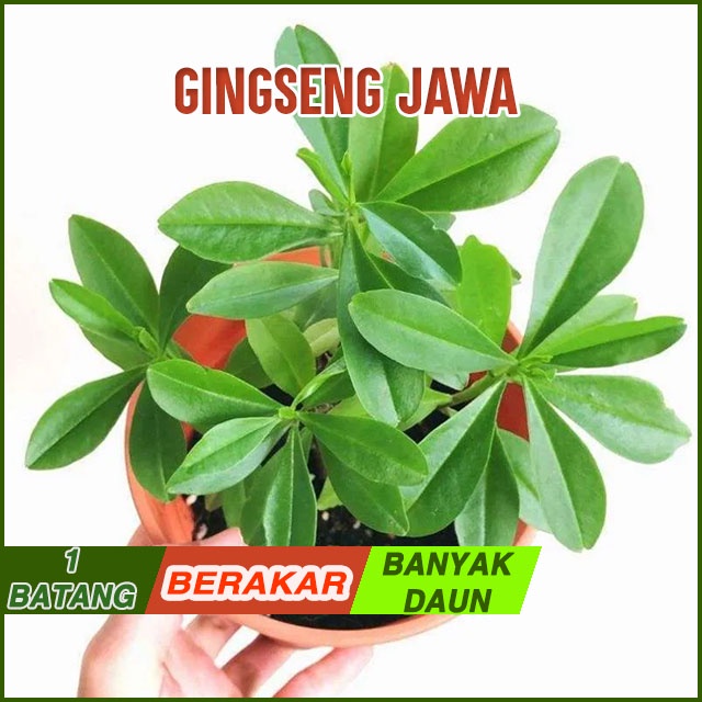 Jual Gingseng Jawa | Shopee Indonesia