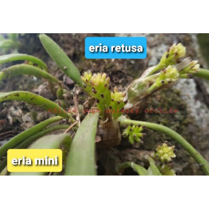 Jual eria retusa anggrek spesies jawa eria mini | Shopee Indonesia
