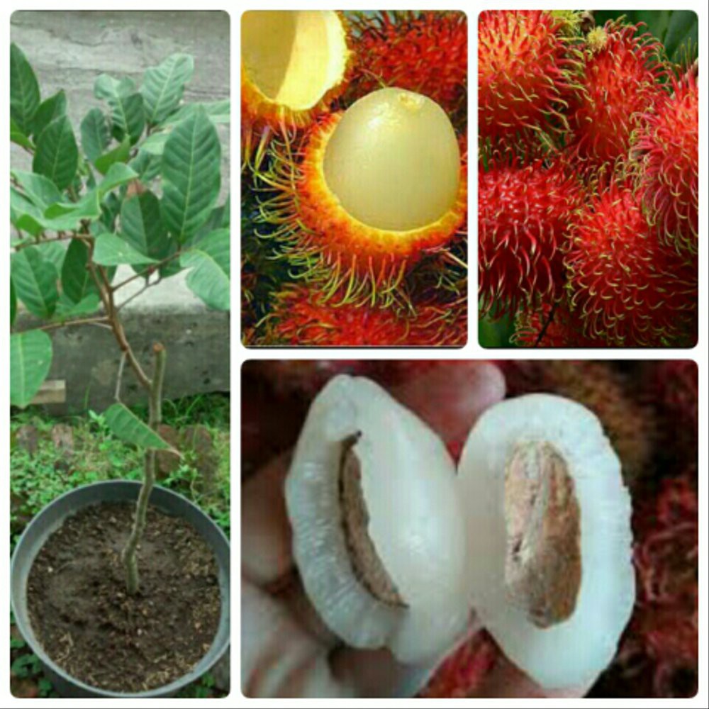 Jual Murah! Bibit rambutan garuda (ORIGINAL) | Shopee Indonesia