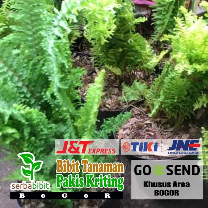 Jual Tanaman Pakis Keriting - Pakis Sarang Keriting - Pohon Pakis ...