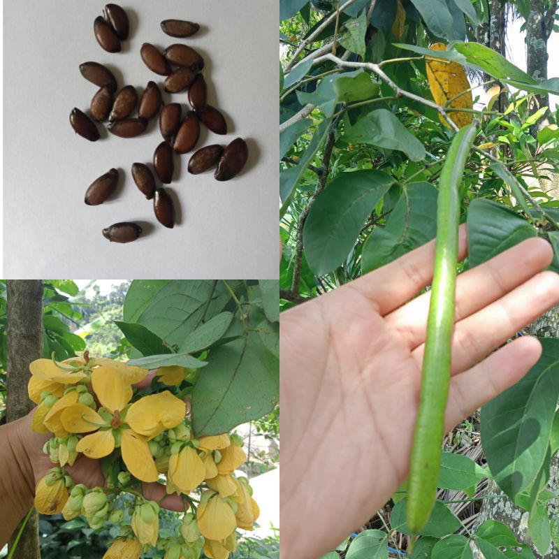 Jual Benih Kembang Simeut/Kisimeut/Bunga Belalang/Cassia antillana ...