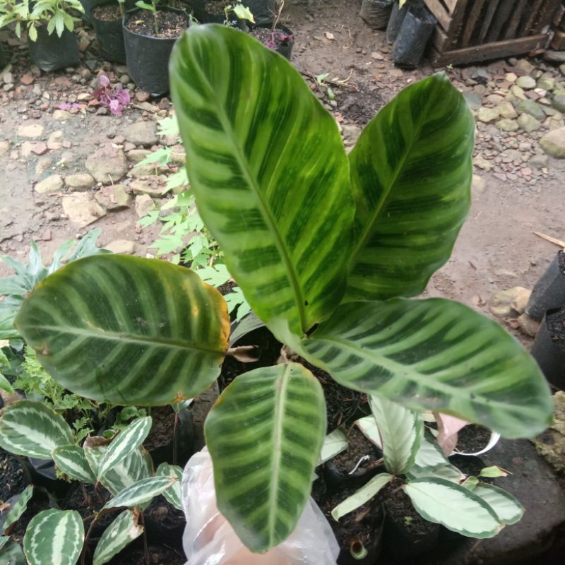 Jual tanaman hias bunga calathea / chalatea / calatea banana | Shopee ...