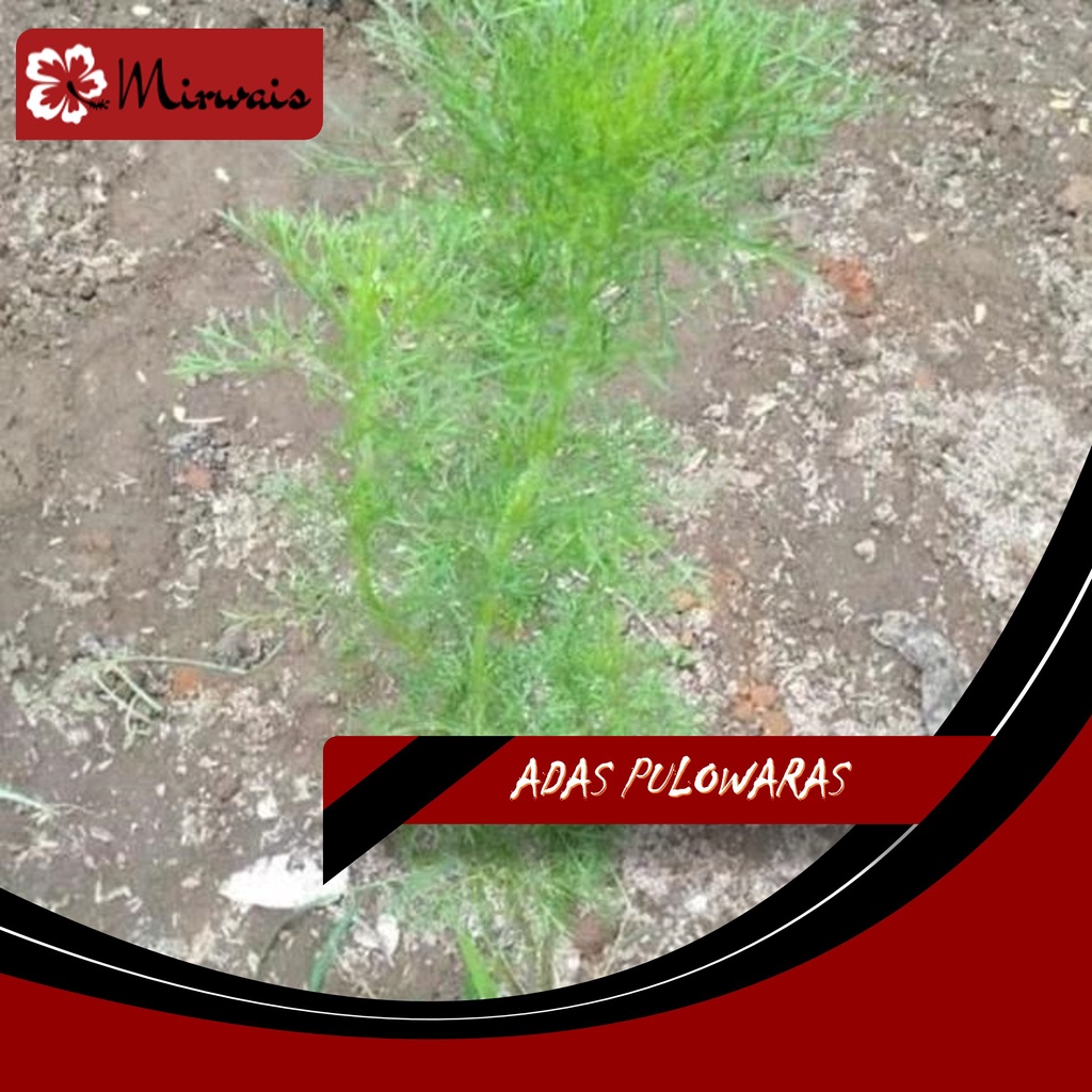 Jual 10 Pohon Adas Pulowaras - (Mirwais) | Shopee Indonesia