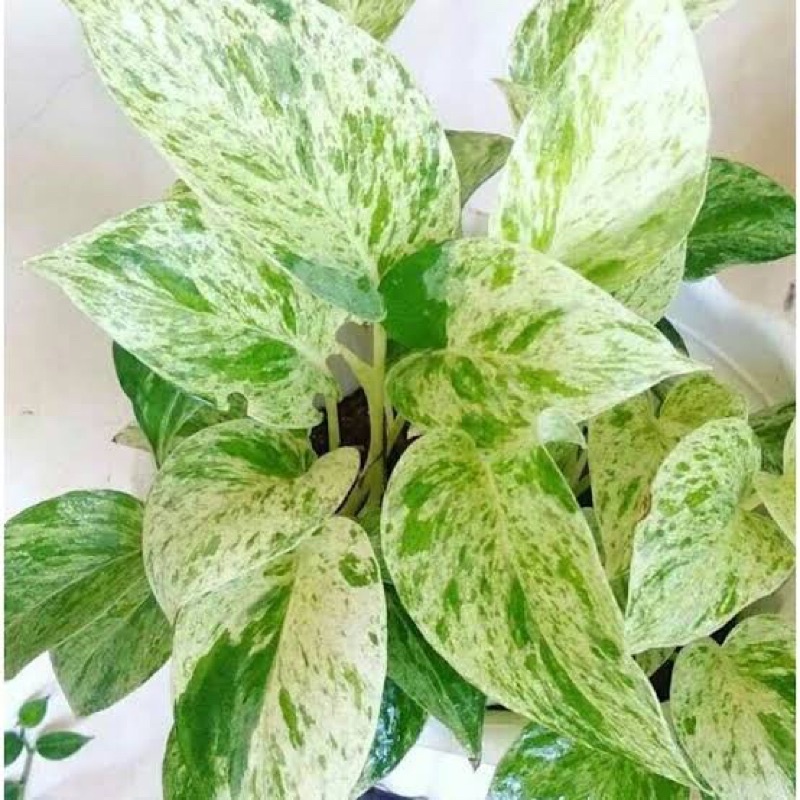 Jual Sirih Gading Marble / Variegata | Shopee Indonesia
