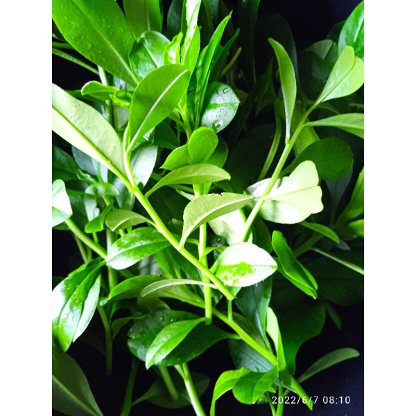 Jual Sayur Ginseng segar 100gr SuPeR/PelaNcaR ASI, Jual ginseng jawa ...