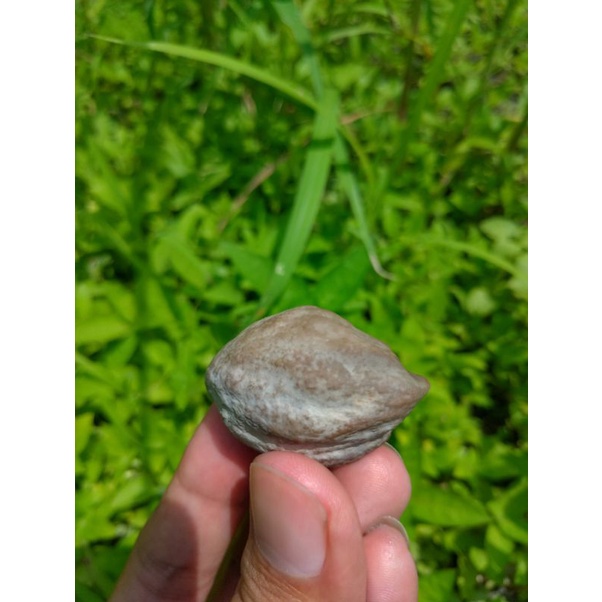 Jual Muncang Jawa pedang. | Shopee Indonesia