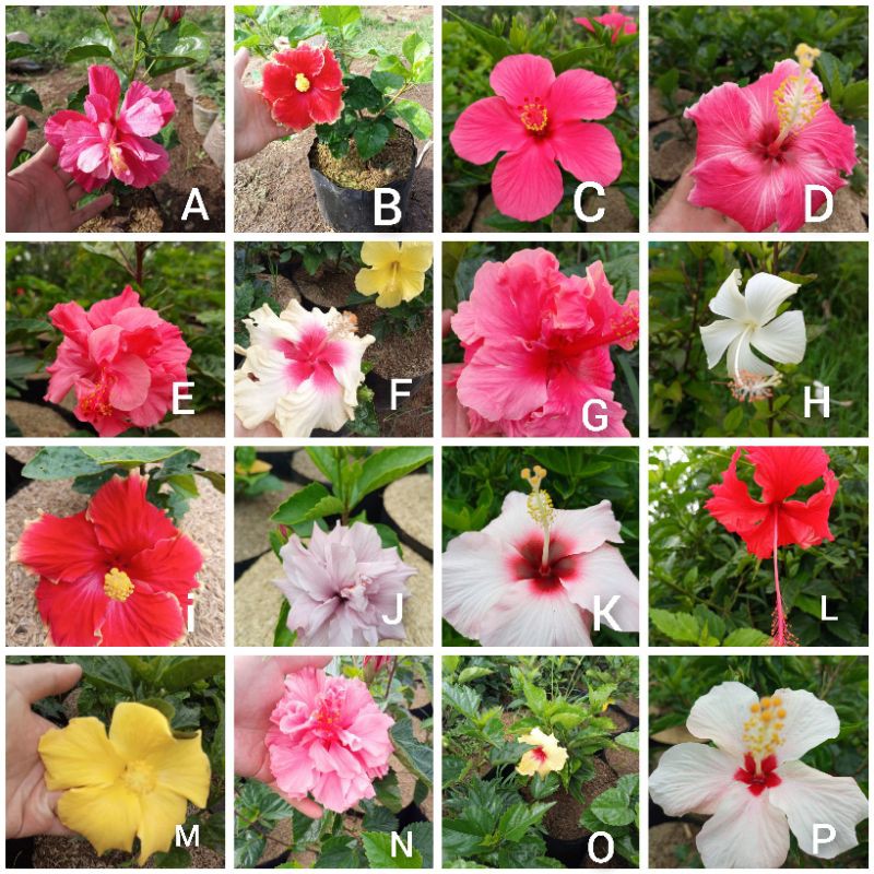 Jual tanaman hias bunga sepatu (hibiscus Rosa sinensis) | Shopee Indonesia