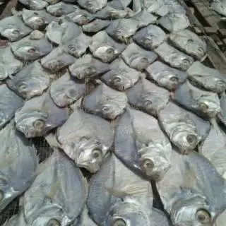Jual Ikan Gereh Terlengkap & Harga Terbaru Mei 2024 | Shopee Indonesia