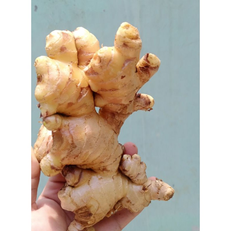 Jual Jahe Gajah Putih Fresh Rimpang Besar 1 Kg Sudah Bersih | Shopee ...