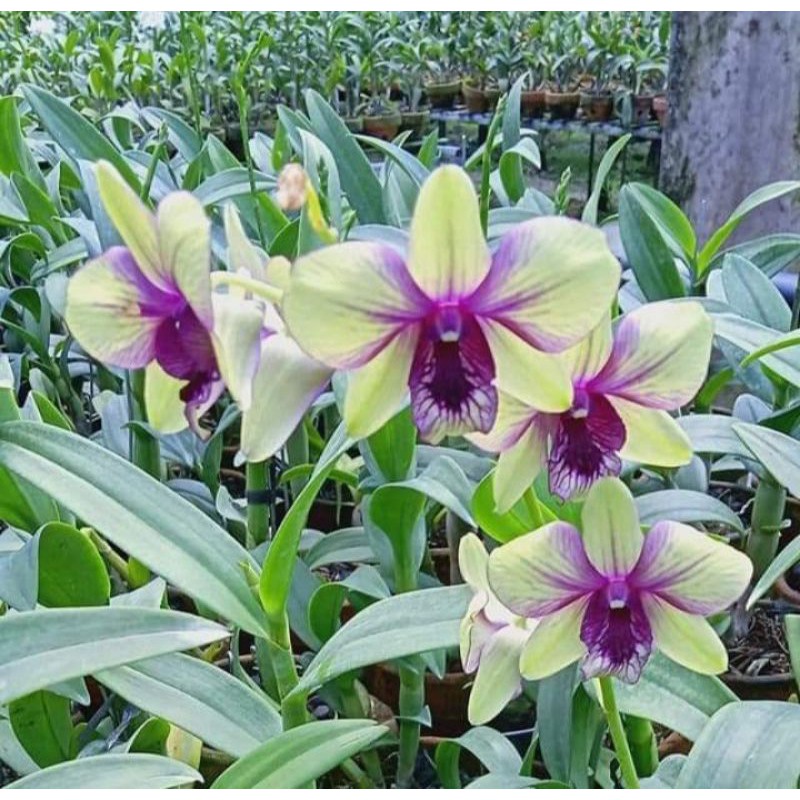 Jual Pohon Anggrek Dendrobium Aridang Green X Madam Viva Dewasa Sudah ...