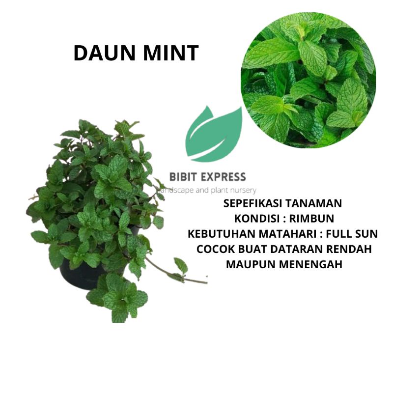 Jual Tanaman Daun mint /Bibit Daun mint / Tanaman Herbal mint | Shopee ...