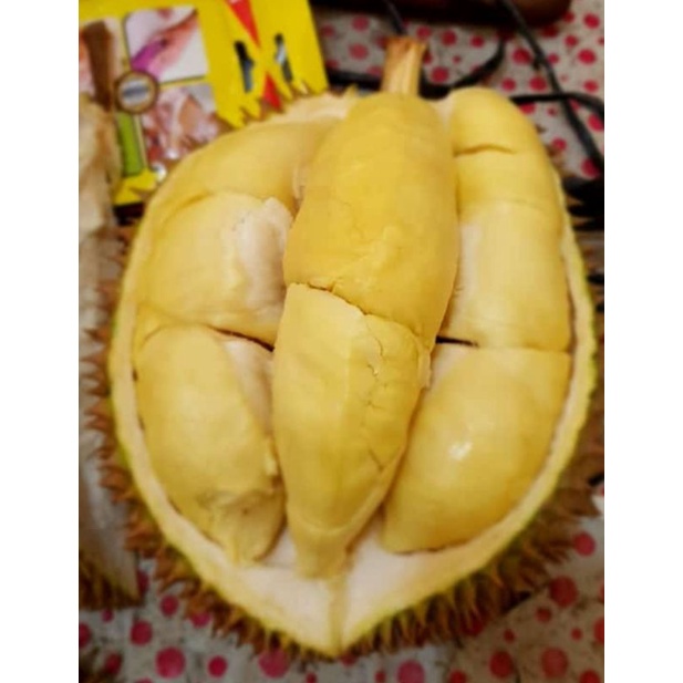Jual Durian Utuh Kuning Manis Pahit Fresh | Shopee Indonesia