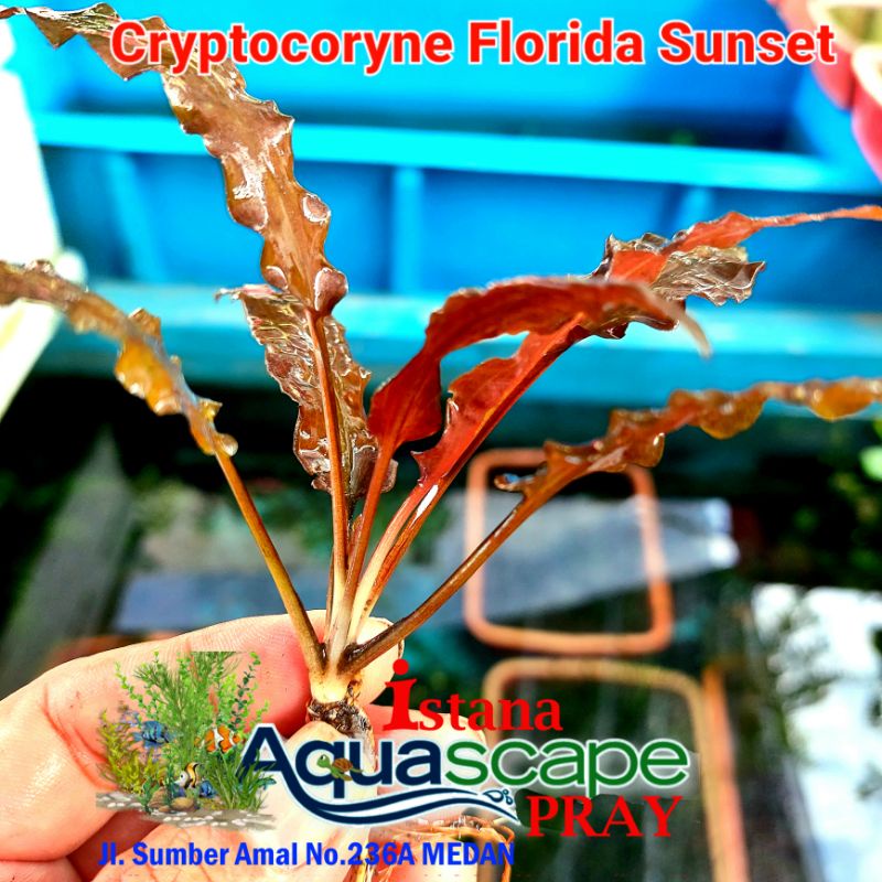 Jual Tanaman Aquarium Cryptocoryne Florida Sunset | Shopee Indonesia