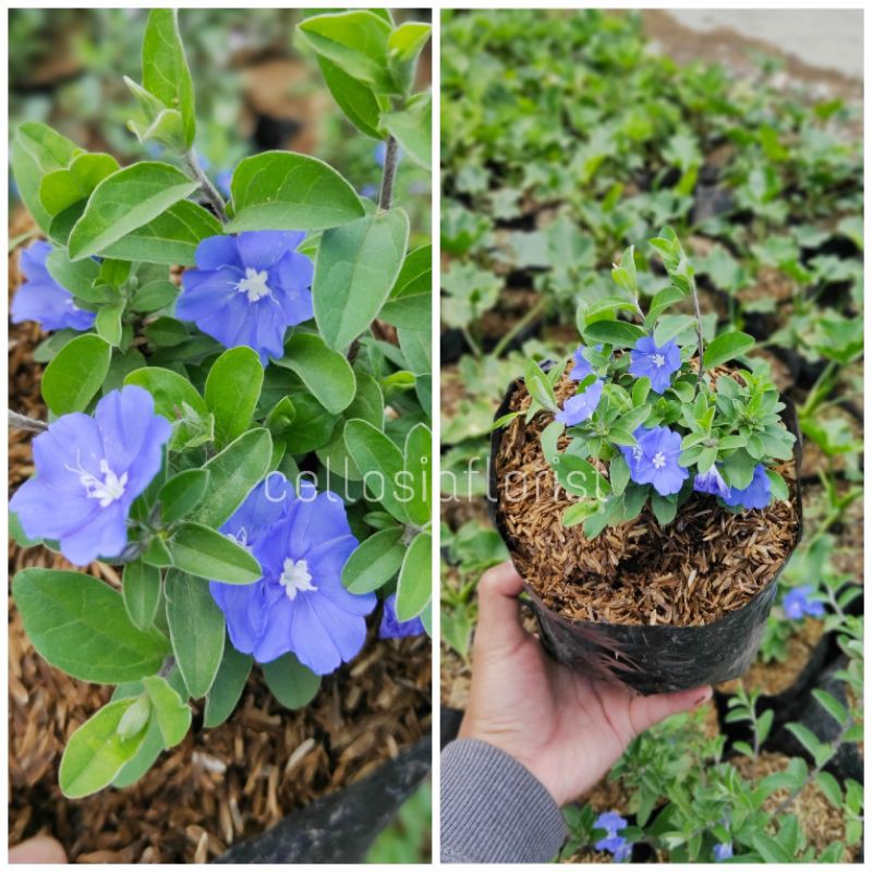 Jual Tanaman Hias Bunga Baby Blue | Shopee Indonesia