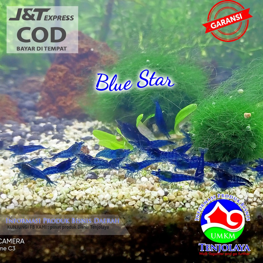 Jual Blue star shrimp bergaransi bergaransi | Shopee Indonesia