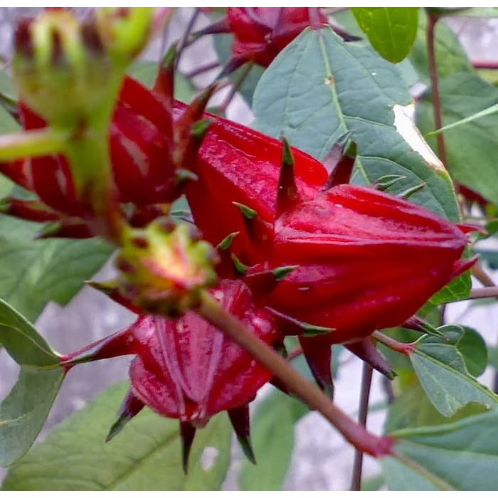 Jual biji benih teh/bunga-rosella / 20 biji | Shopee Indonesia