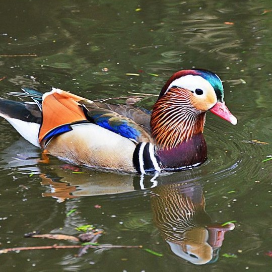 Jual telur bebek hias Mandarin duck | Shopee Indonesia