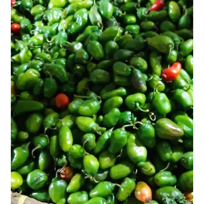 Jual Cabe gendot bandung segar dan super pedas 1000gr | Shopee Indonesia