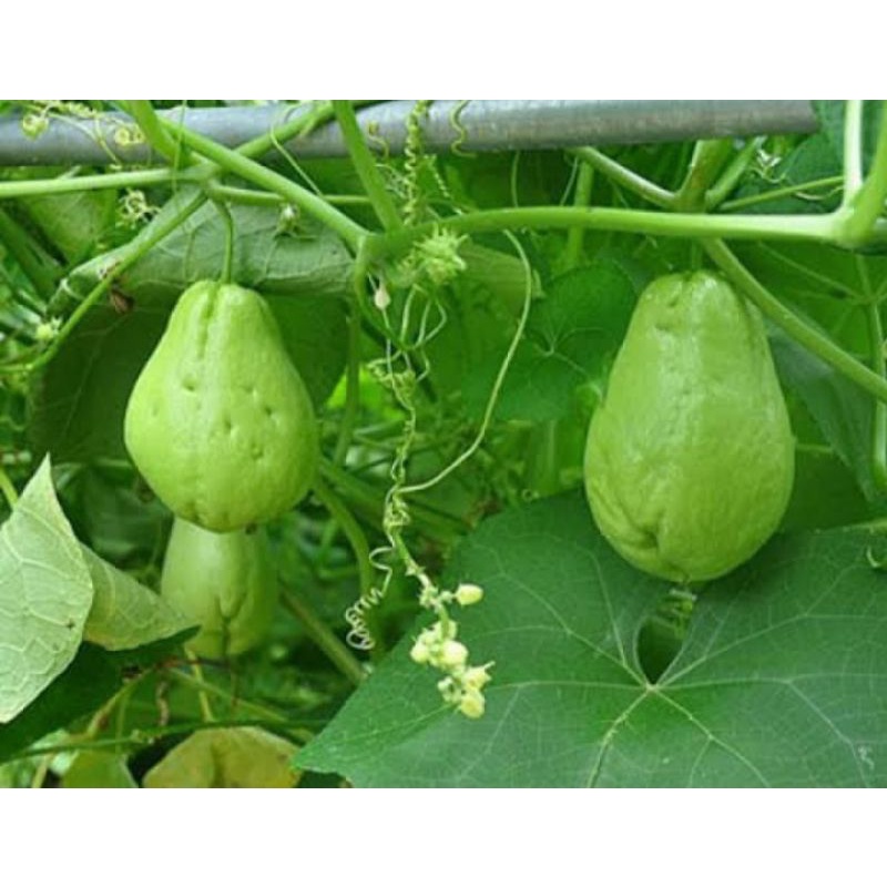 Jual jipang/labu acar fresh 500g | Shopee Indonesia