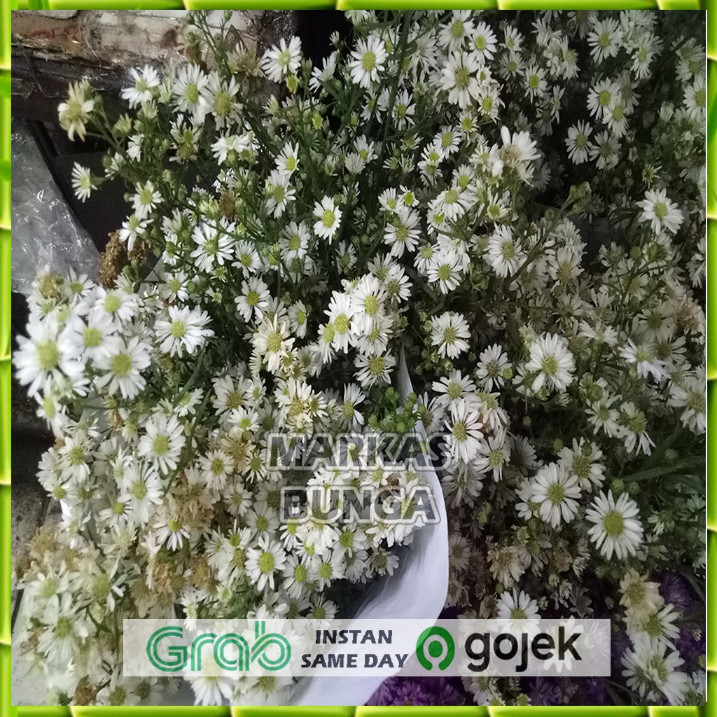 Jual Bunga Pikok / Peacock Putih Asli Fresh Segar | Shopee Indonesia