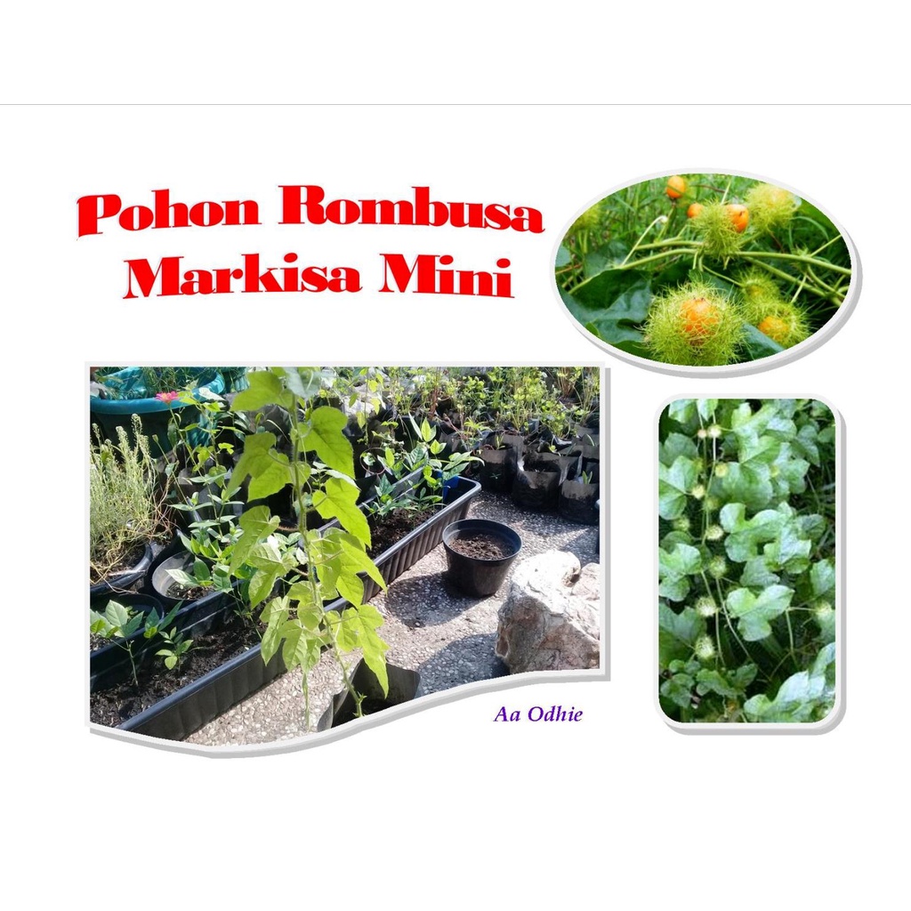 Jual Pohon Rambusa Markisa Mini Permot Rajutan Kaceprek Passiflora ...