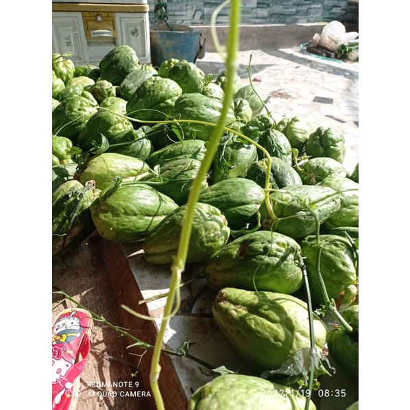 Jual Bibit labu Siam labu jipang bibit per 4 buah | Shopee Indonesia