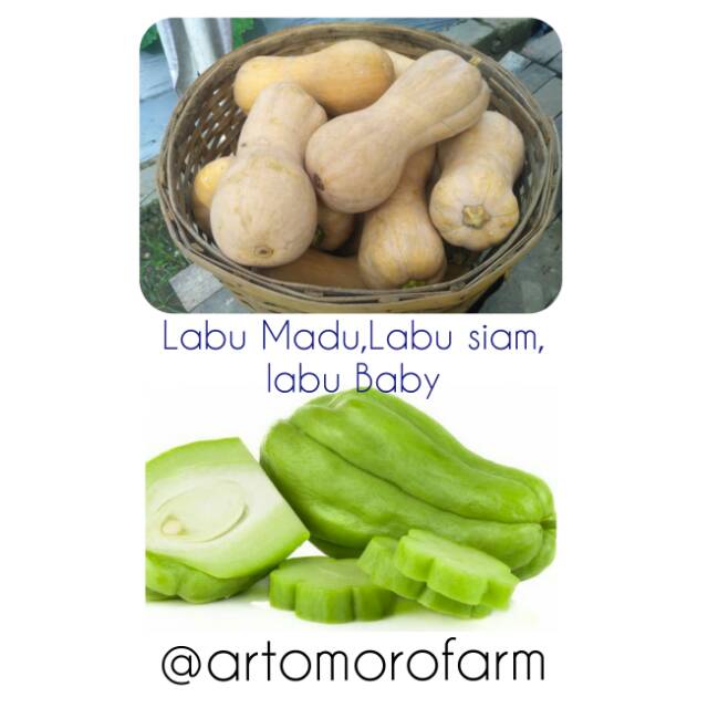 Jual Labu Siam, Baby Labu & Labu Madu | Shopee Indonesia