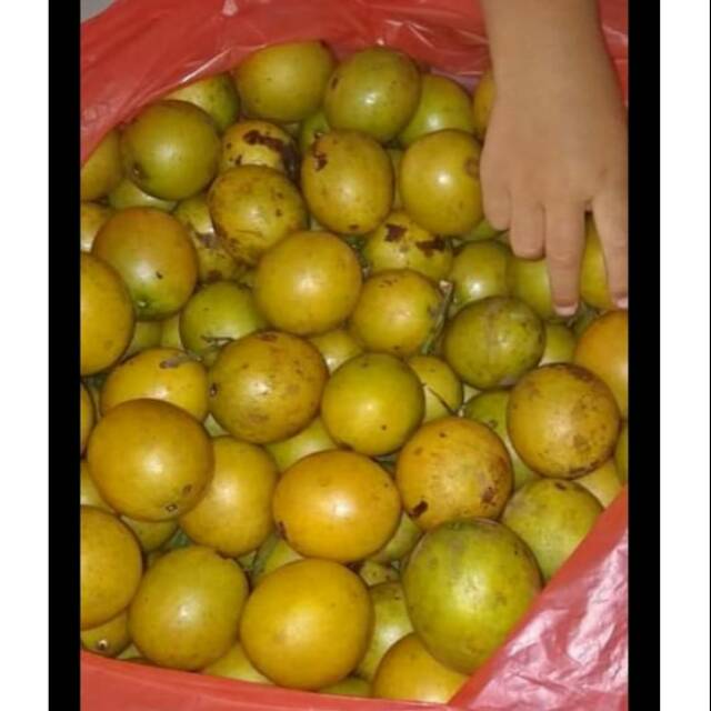 Jual Buah jatake gandaria 1kg | Shopee Indonesia