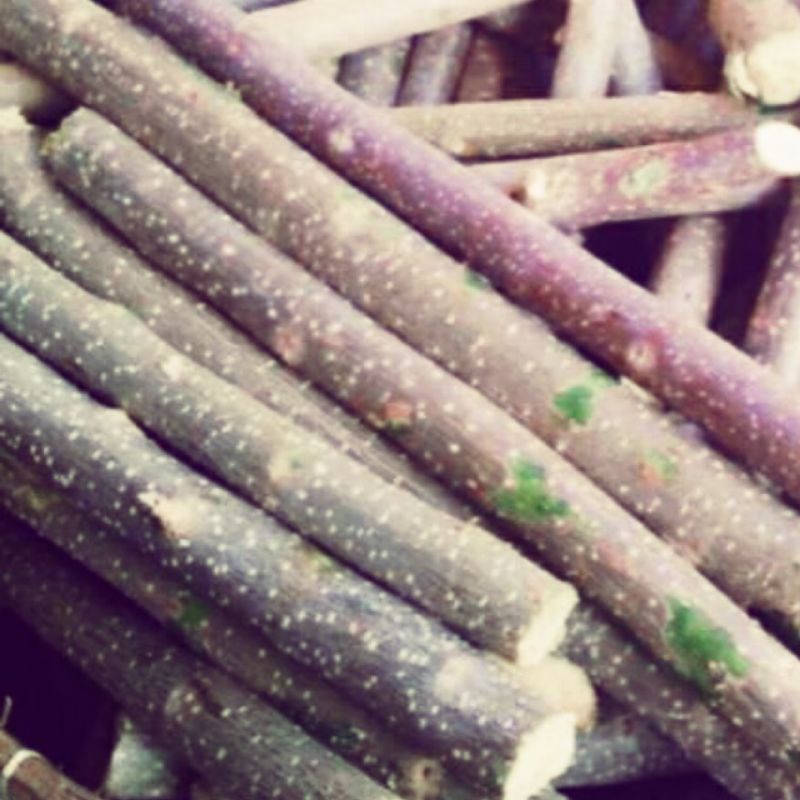 Jual stek batang gamal 1 batang | Shopee Indonesia