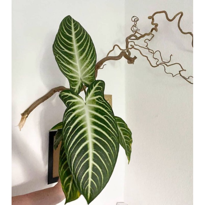 Jual Tanaman bunga Keladi Zebra/ Alocasia zebra / Xanthosoma Lindenii ...
