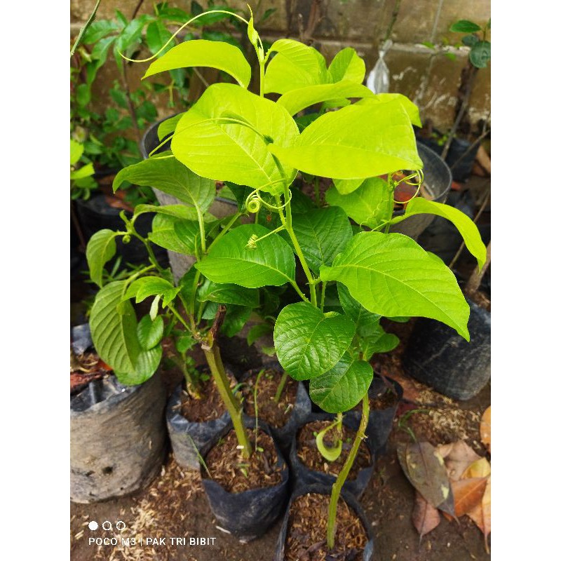 Jual bibit markisa madu super markisa madu manis | Shopee Indonesia