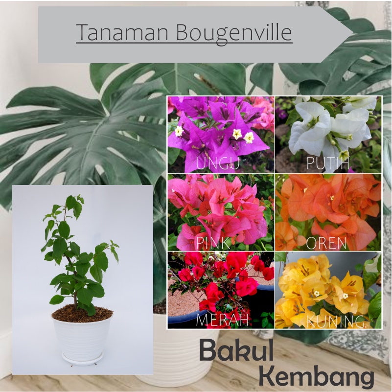 Jual TANAMAN HIAS BUGENVIL MURAH//BOUGENVILLE BERVARIASI (6 WARNA ...